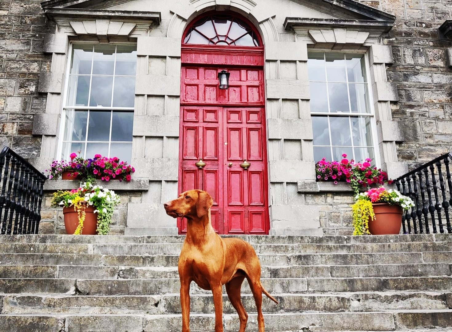Dog Friendly Hotels Meath | 4 Star Bellinter House Hotel